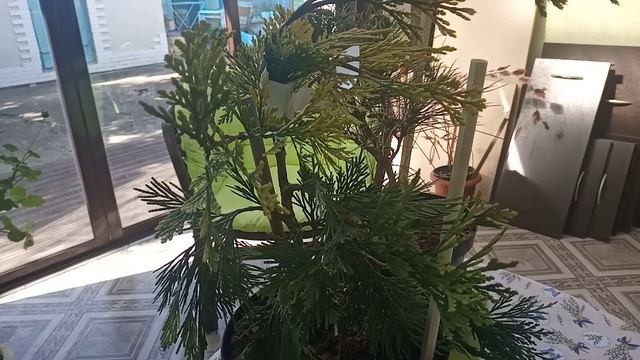 Калоцедрус низбегающий и сосна густоцветковая. Новинки для парка Укромный.