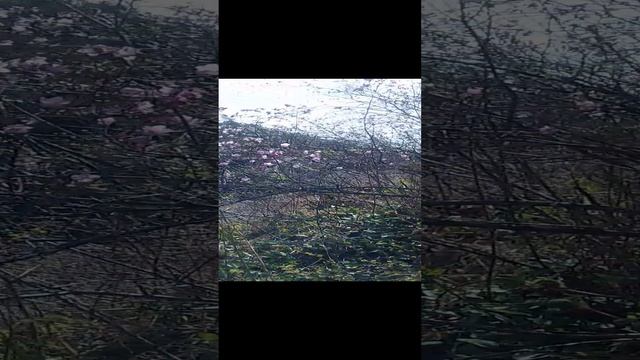 остров Патмос (Алтай).mp4