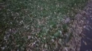 ПАРК в ПОДМОСКОВЬЕ/РАМЕНСКИЙ парк/ПРОГУЛКА