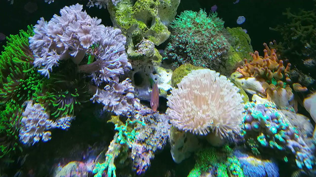 Морской аквариум 8 месяцев