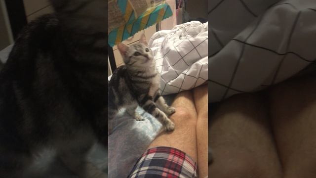 Боня просит вкусняшку