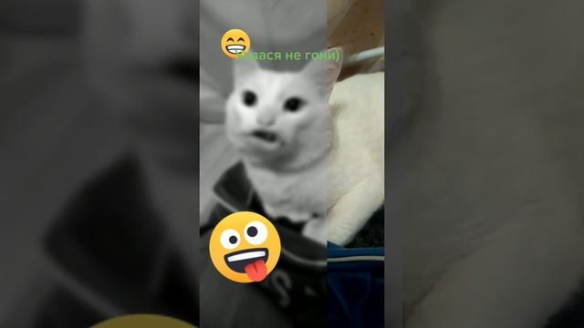 #смешной#юмор#смех#рекомендация