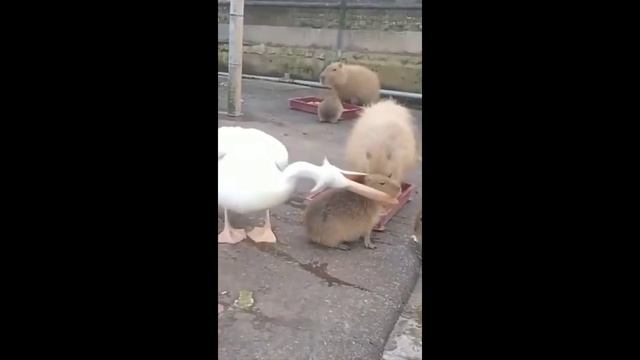 Пеликан пытается сожрать капибару. Смешное видео)