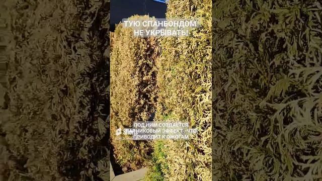 Почему нельзя укрывать туи спандбондом и к чему это приводит.