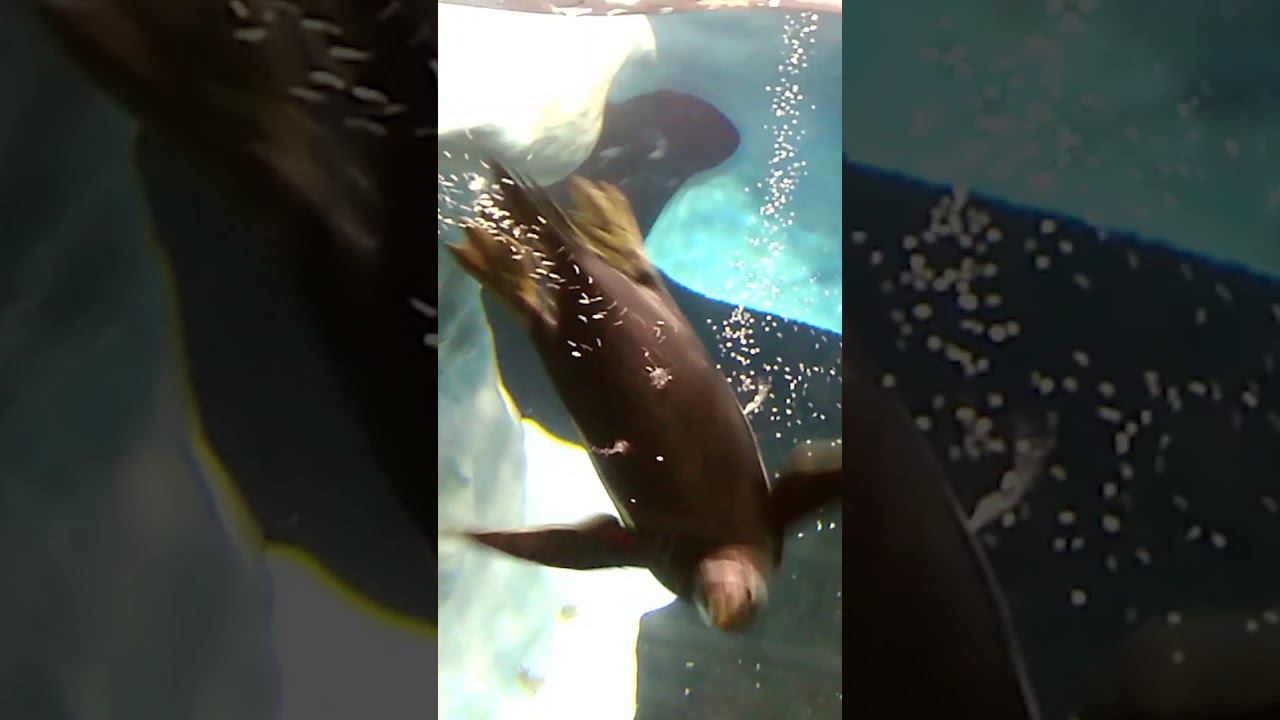 Пингвины на острове Тенерифе #shorts