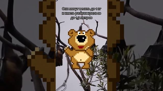 Мишка и летучие мыши