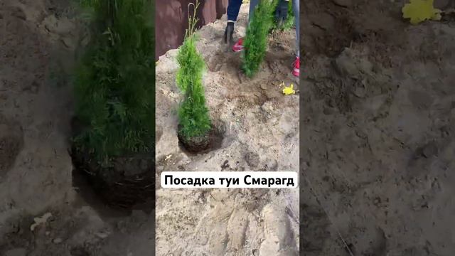 ПОСАДКА ТУИ СМАРАГД!