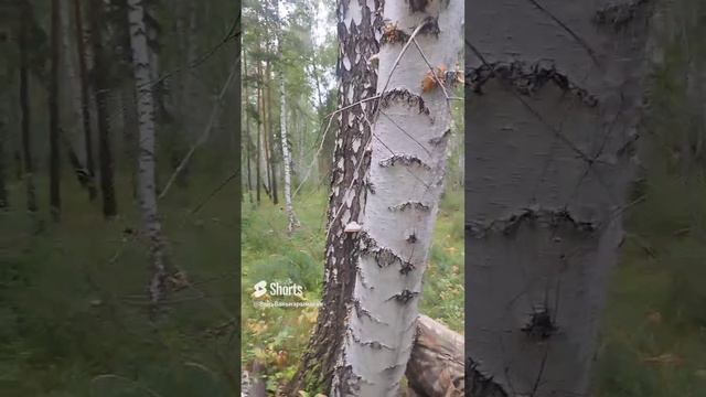 Кто ищет тот всегда найдёт