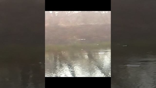 VID_20231031_121742.3gp
