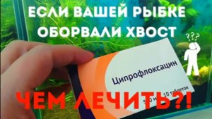 Рыбке отгрызли хвост, порвали плавники — ТРАВМА. КАК СПАСТИ?!  The fish's tail was torn off ?