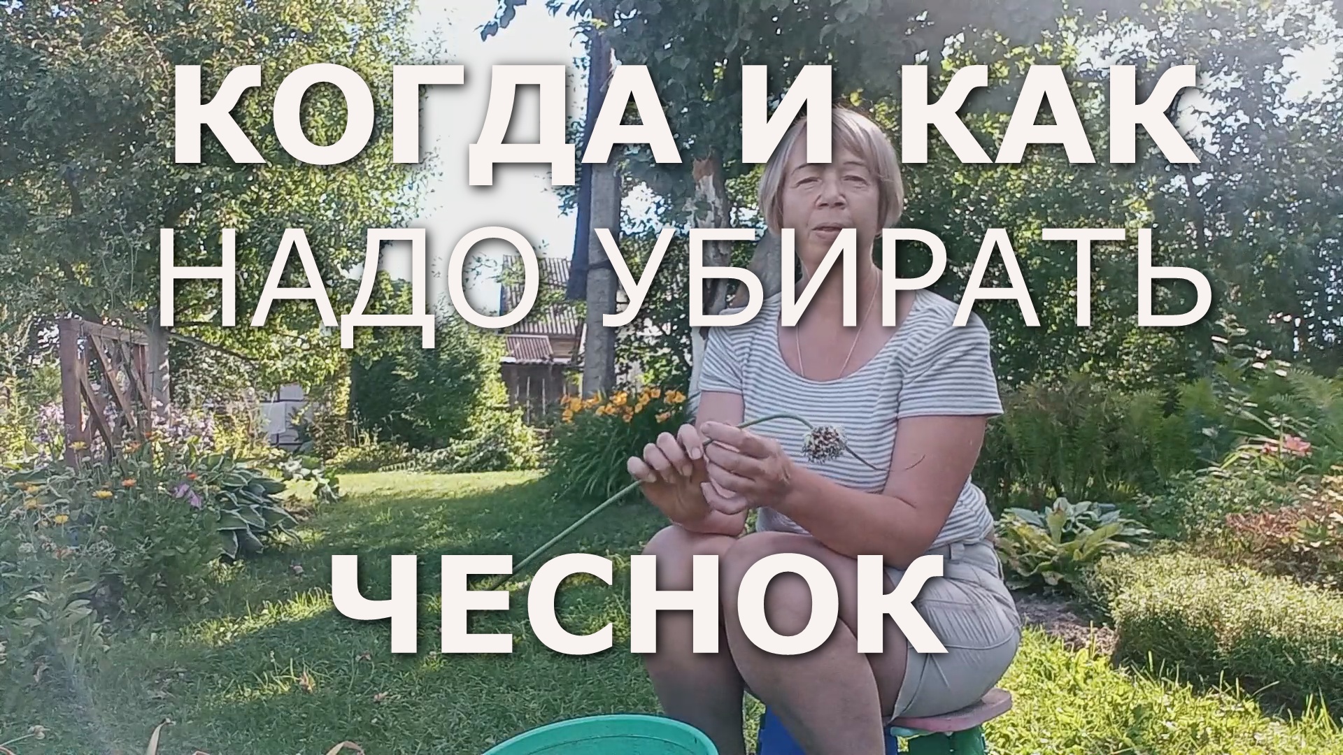 Когда и как убирать чеснок