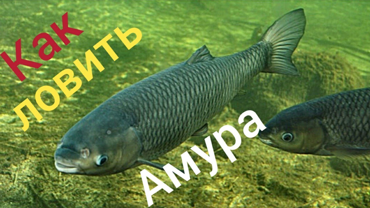 Рыбалка в завораживающей  пустыне " Кызылкум ". (Fishing in the bewitching desert "Kyzylkum" )
