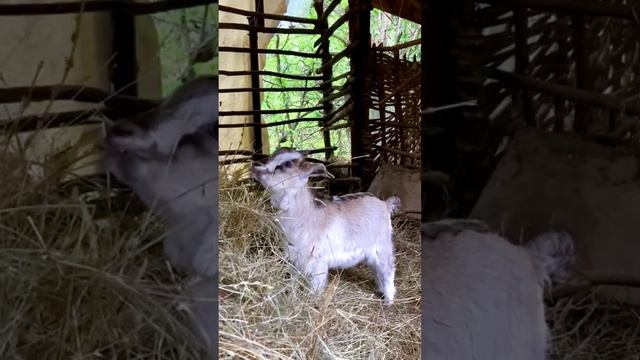 милый козлёнок