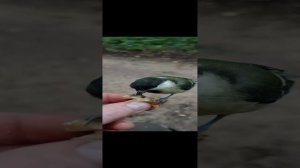 Синица и орешек