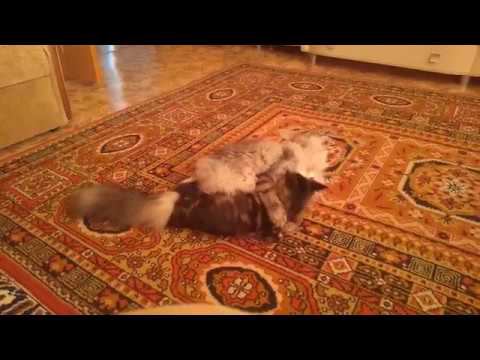 Борьба котов мейн кунов