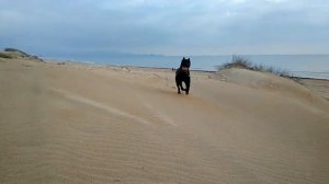 Дрессировка Кане Корзо  Cane corso в Анапе Темрюке
