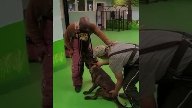Опасная однако дрессировка.