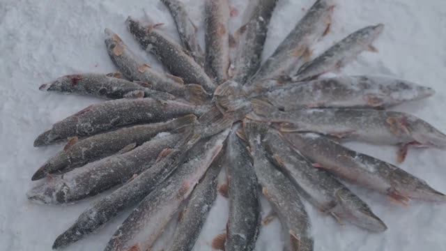 Рыболовные сюжеты часть 7