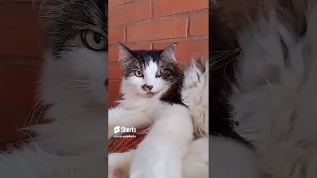 самый лучший друг ?.mp4