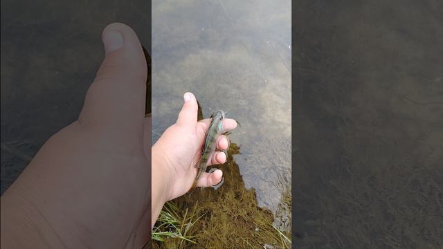 поймал окуня