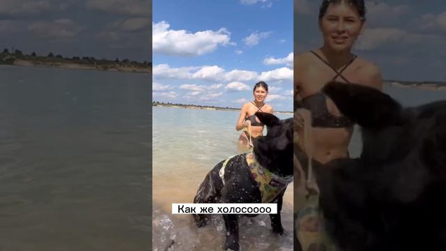 Влог из поездки французского бульдога 🚗