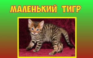 Маленький тигр. Сказка. Цыферов Г. М.