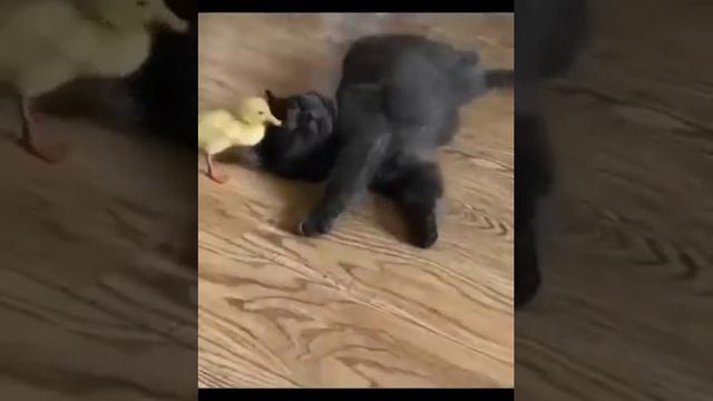 Любовь кошки.