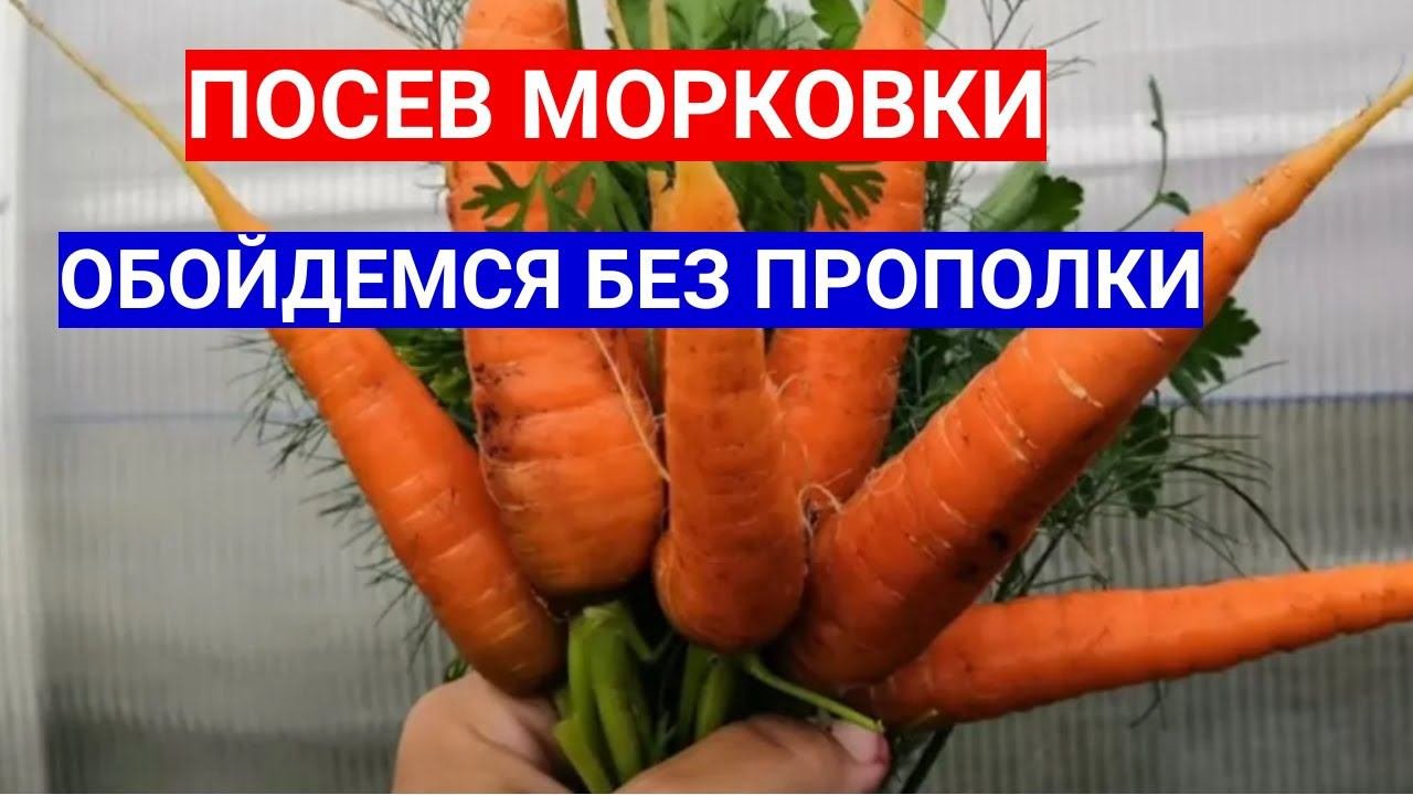 ПРОРЕЖИВАТЬ МОРКОВЬ - ТОЛЬКО МУЧИТЬ СЕБЯ! СЕЙТЕ СРАЗУ СЕМЕНА В ДРАЖЕ!