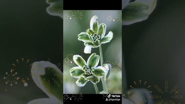 Дикие цветы.