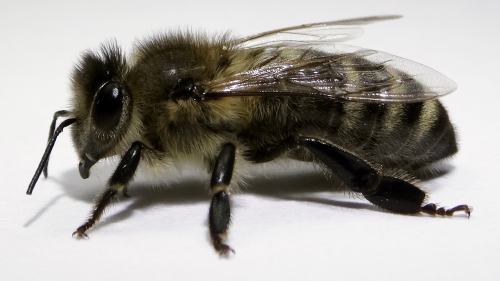 выбор пчел на пасеку - часть 2 - чистопородные пчелы на пасеке, пчела карника