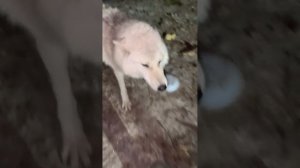 Арктический гибрид ВОЛКА ?
