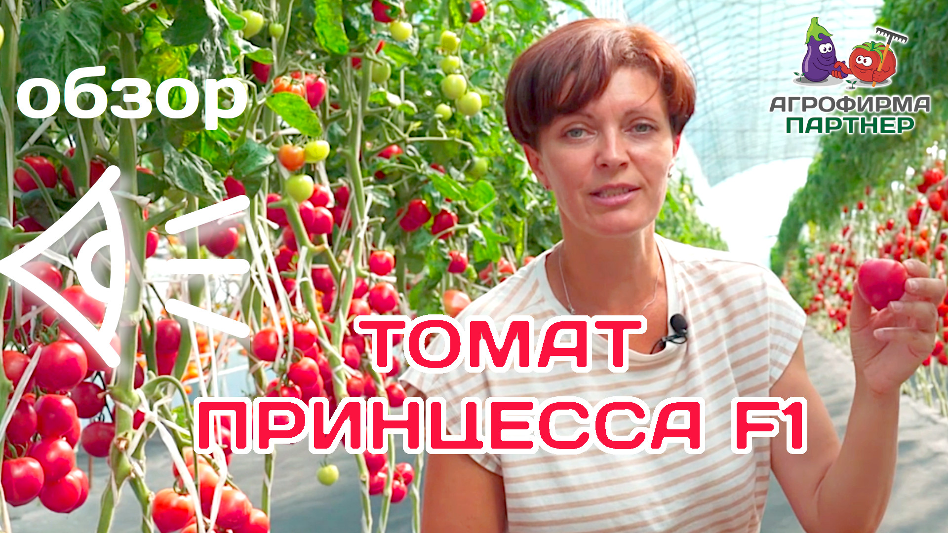 Обзор томата Принцесса F1 смотреть онлайн видео от Агрофирма ПАРТНЕР в ...