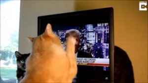 Еще одна странная реакция кота на Трампа