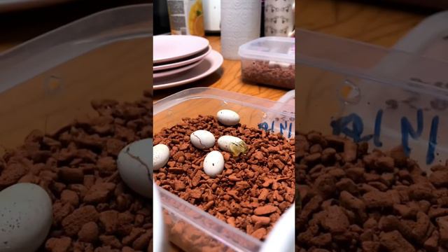 Пять фактов про роды рептилий