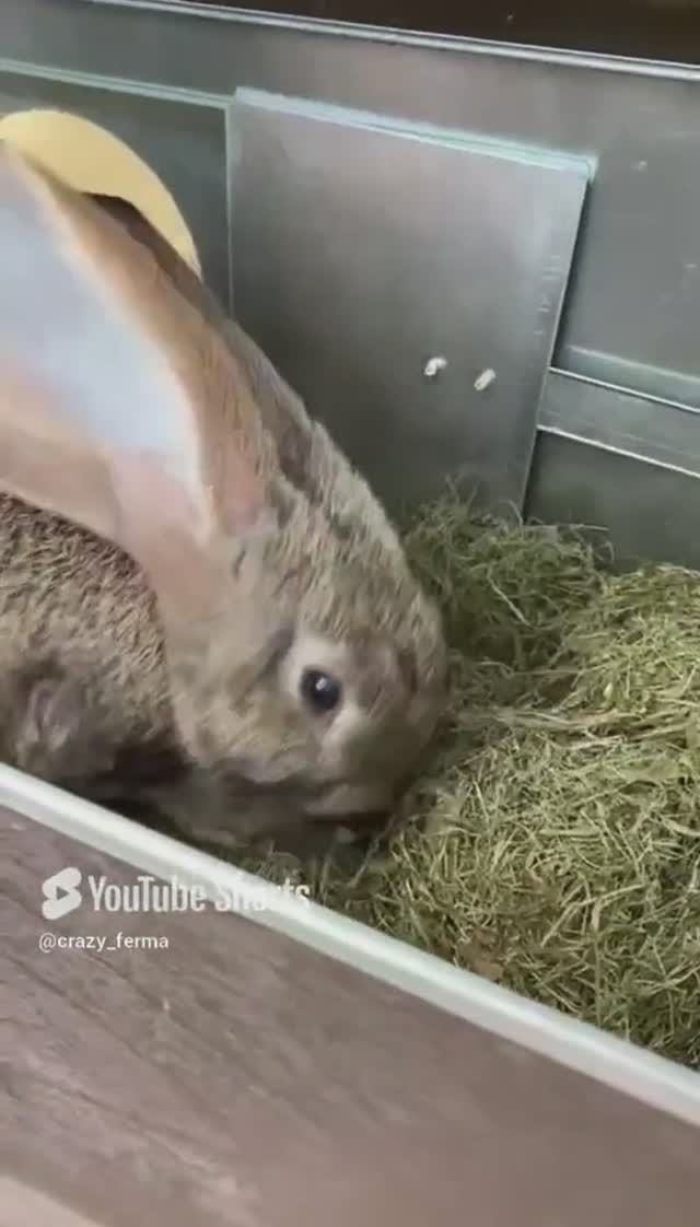 Хит продаж! Летний домик для кроликов с маточником _Фаворит_ #ферма #кролики #крольчата #shorts