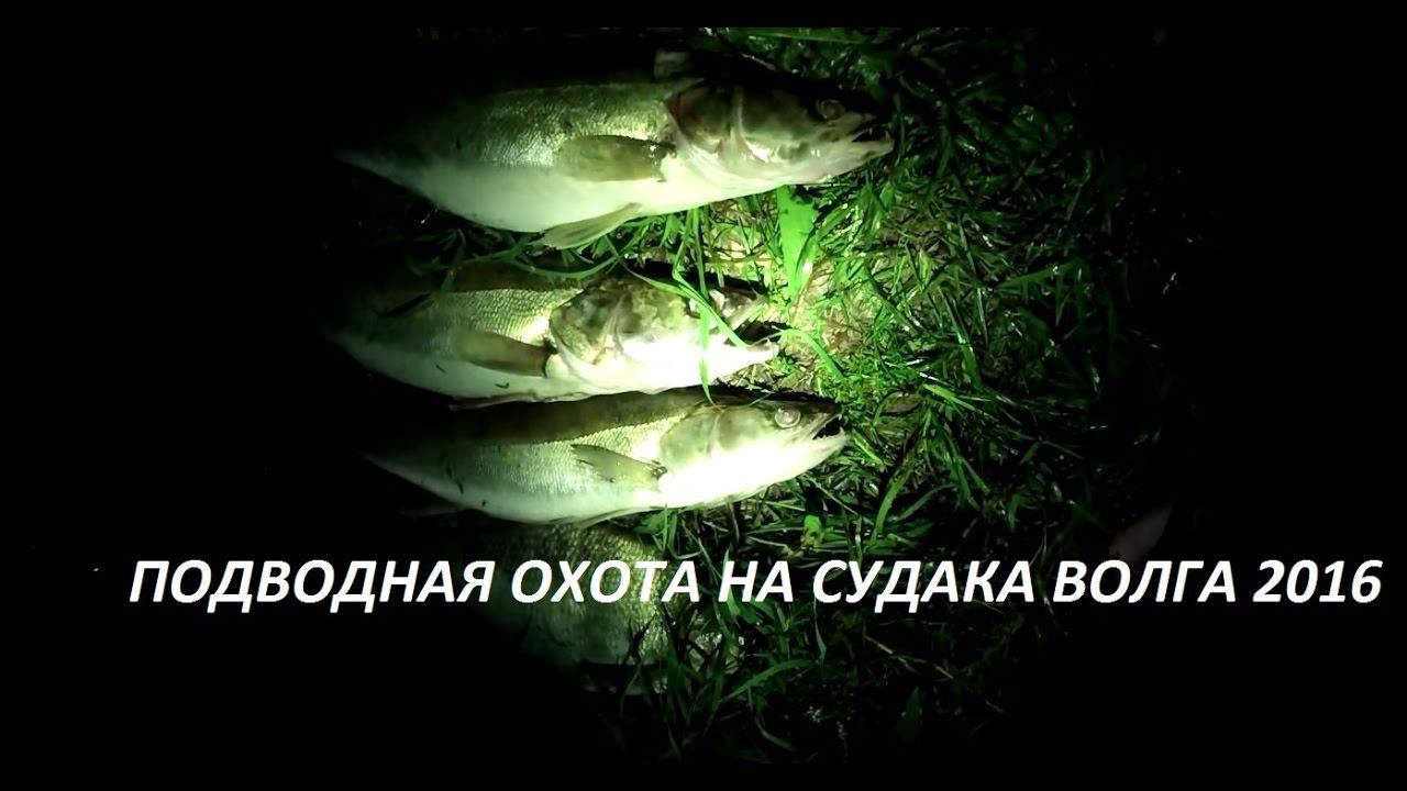 ПОДВОДНАЯ ОХОТА 2016 МНОГО СУДАКА ВОЛГА Spearfishing pike perch, Volga 2016