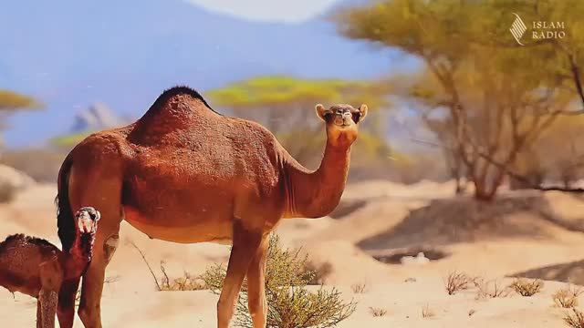 Кормилица  Пророка Мухьаммада, мир Ему, рассказывала...