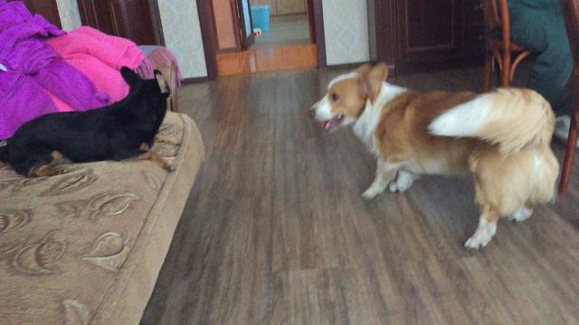 Лаврик и Симбо. Ты понимаешь о чем я Давай играть. Май 2017