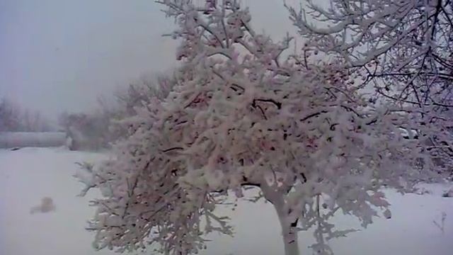 Снег, метель в моём саду.