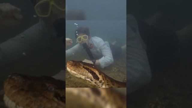 Ужас, огромная анаконда
