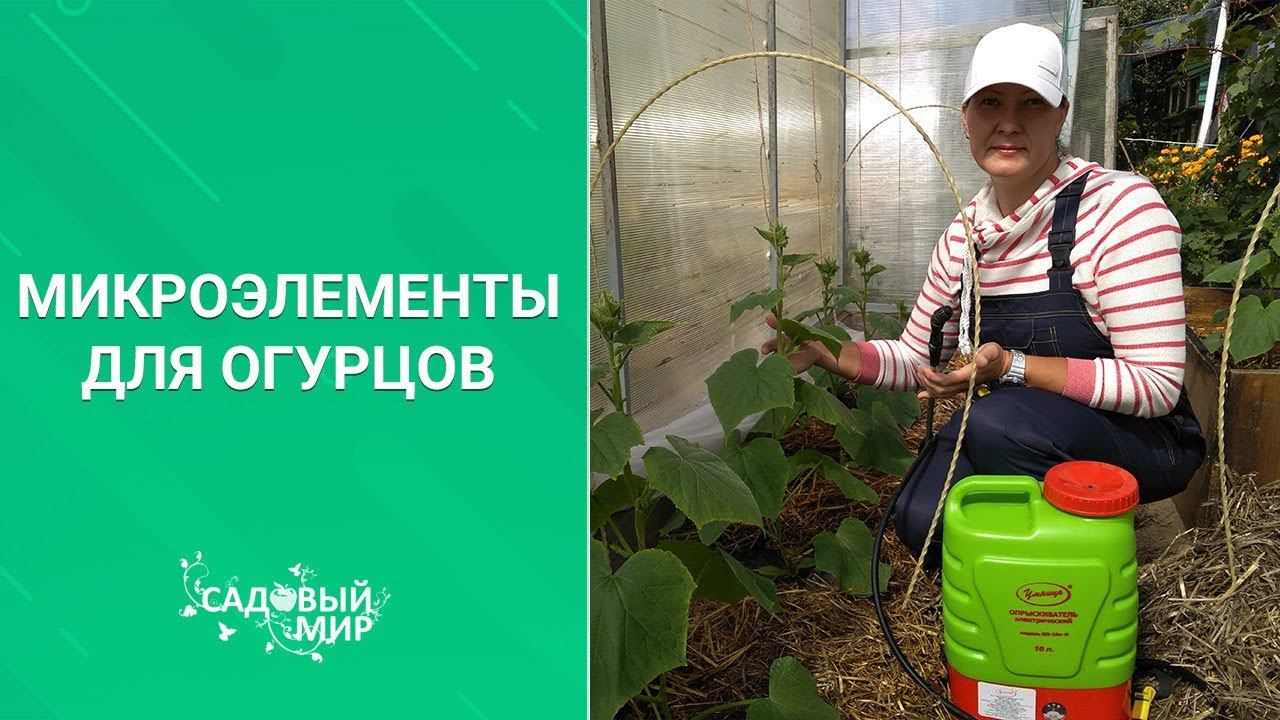 Спасаем огурцы от голода! Подкормка по листу! Как правильно