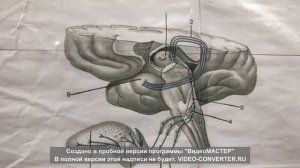 ОРГАН ВКУСА, его проводящий путь. ИННЕРВАЦИЯ ЯЗЫКА