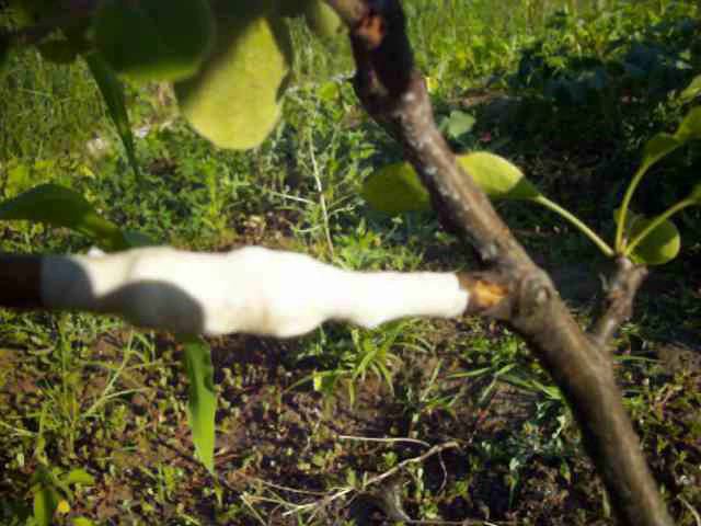 На что привить ГРУШУ. Создаем семейное дерево.