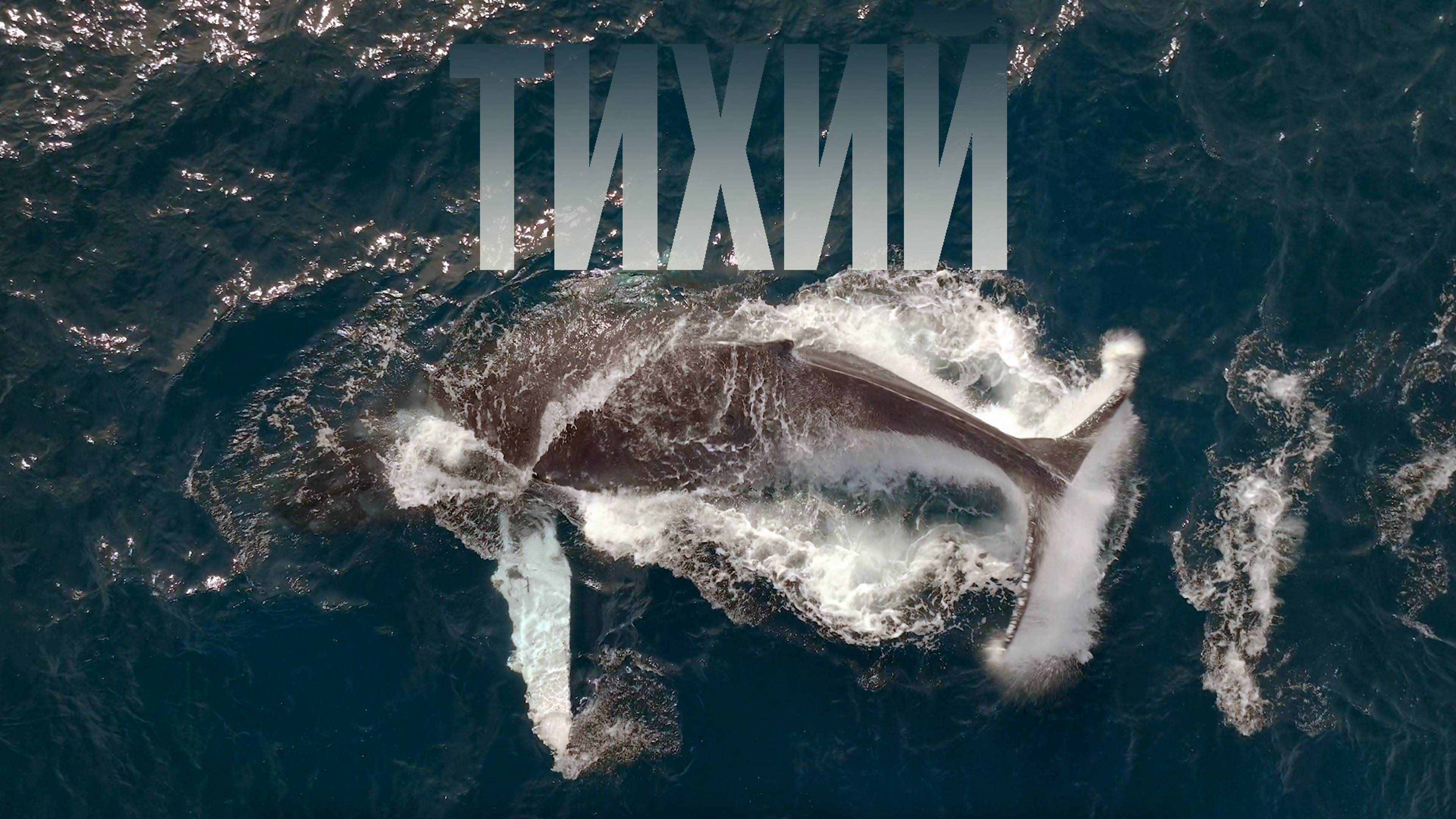 Тихий 2
