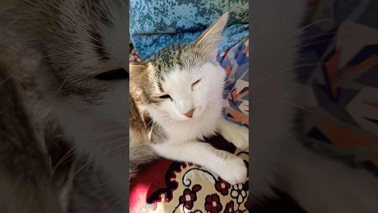 Барсик выложил фигню и залетел в Топ! 100%