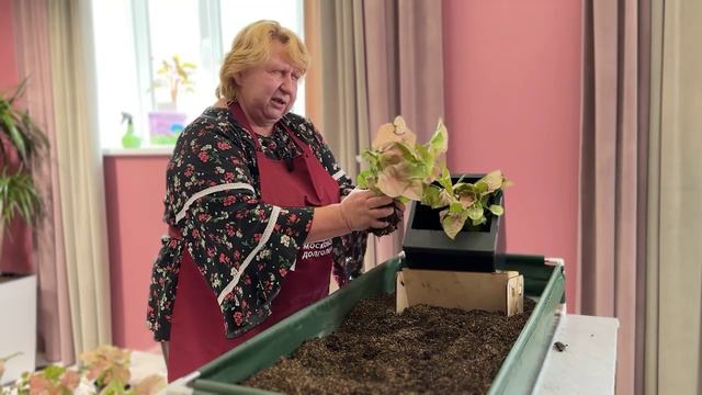 Высадка растений в модуль редкого полива в модификацию "Ромбическая"
