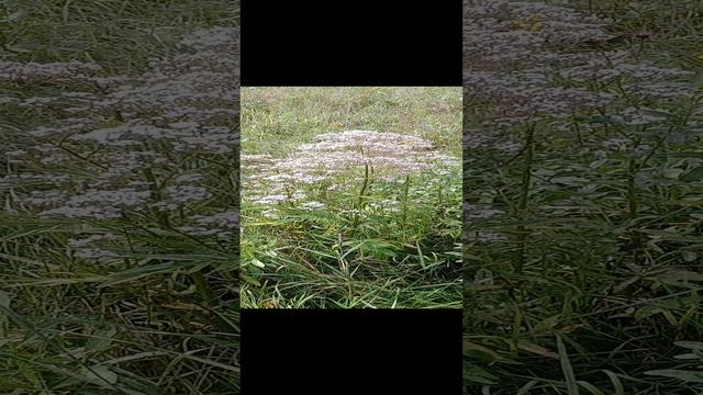 Валериана лекарственная, в природе
