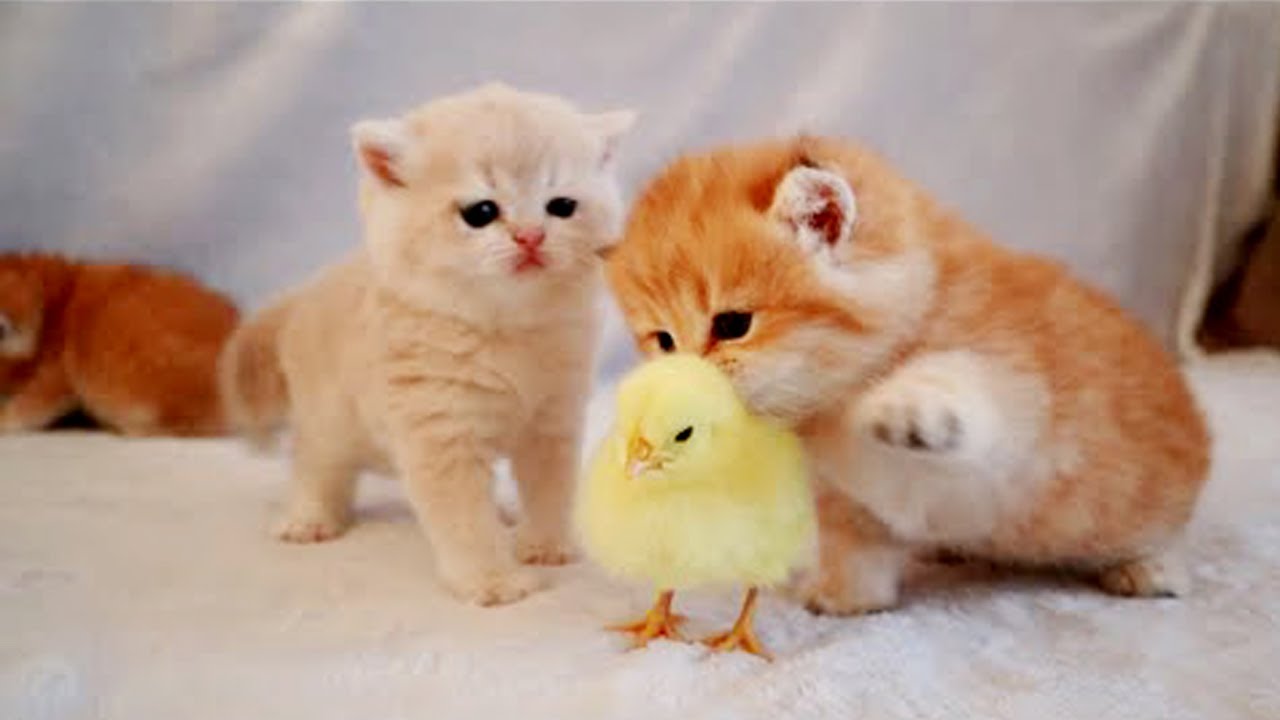 Самые смешные котики #15