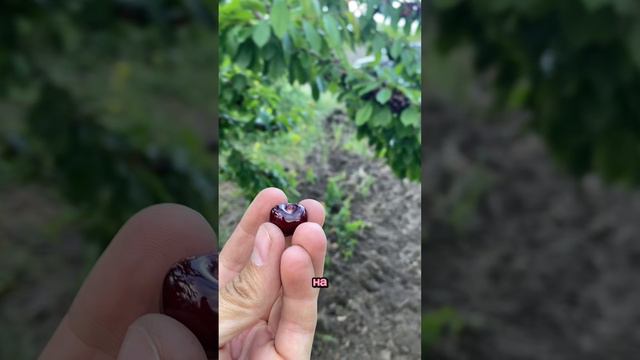 Почему черешню сорта "Майка" я рву с хвостиком?