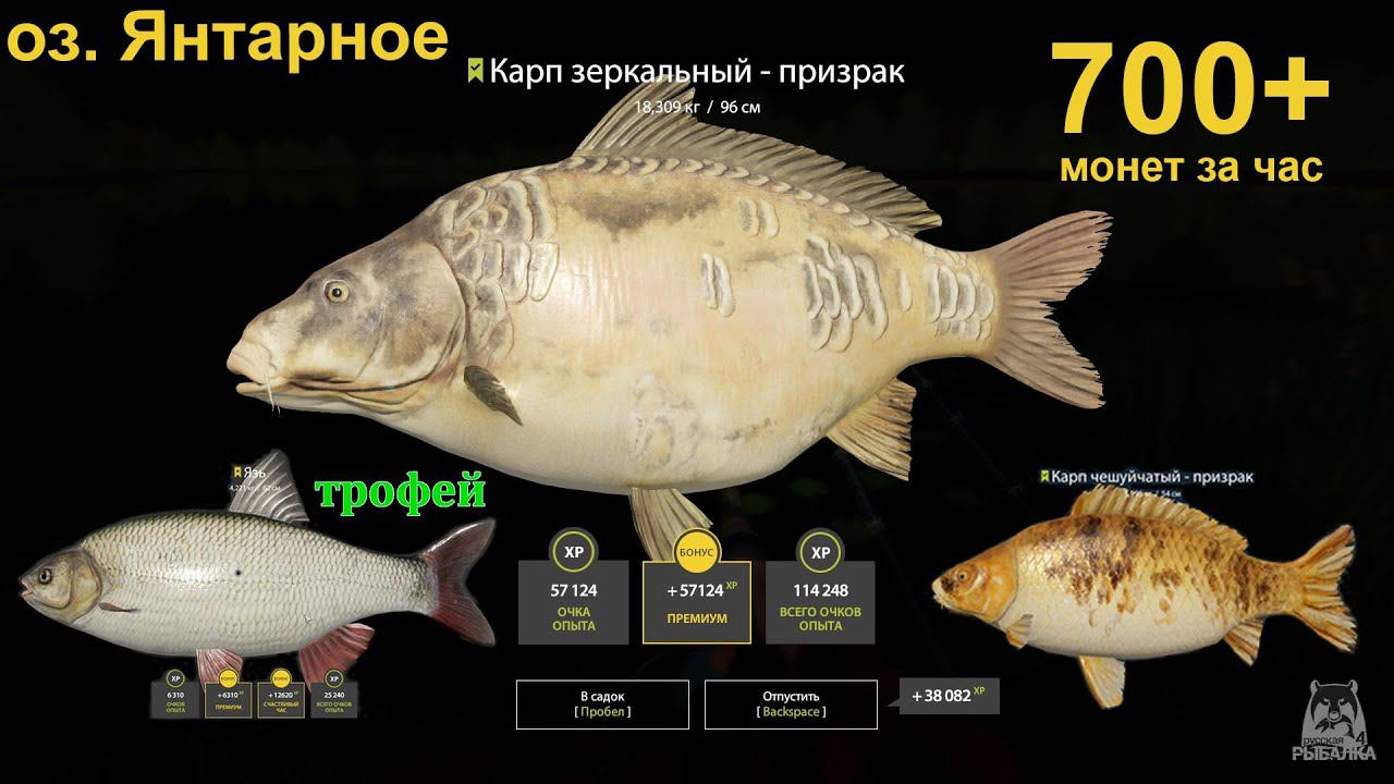 Русская рыбалка 4 / оз. Янтарное / Карпы призраки, язь(трофей), 700+ за час